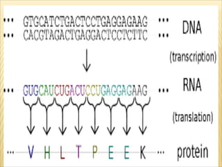 Genetic code properties | PPT