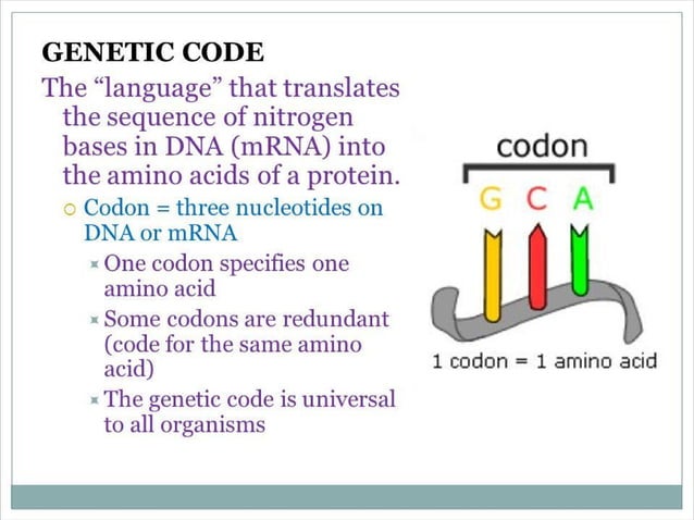 Genetic code properties | PPT