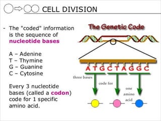 Genetic code properties | PPT