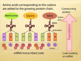 Genetic code properties | PPT
