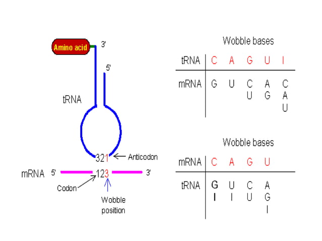 genetic code.pptx | Programming Languages | Computing