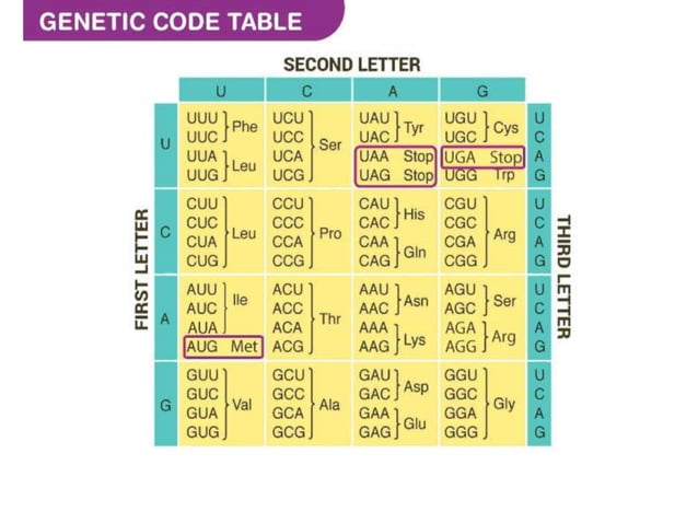 GENETIC CODE.pptx
