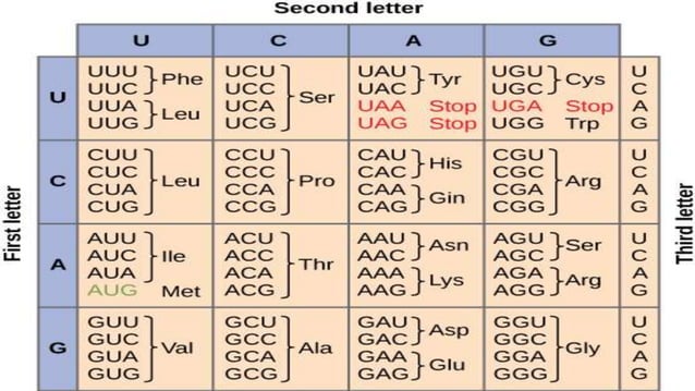 GENETIC CODE.ppt