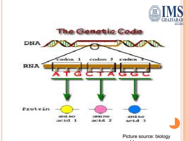 Genetic code microbiology molecular biology | PPT