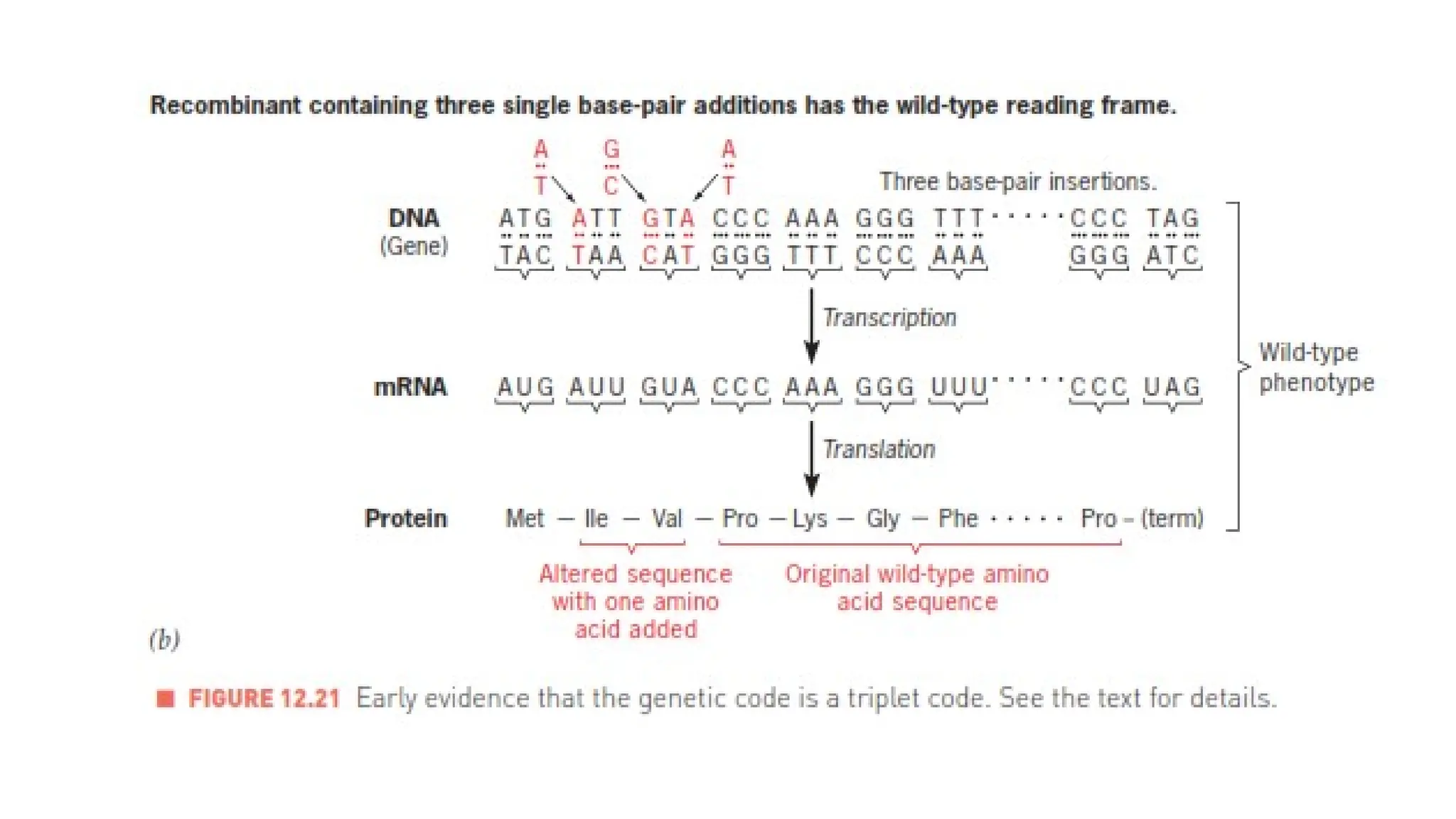 GENETIC CODE.ppt for genetic education#### | PPT