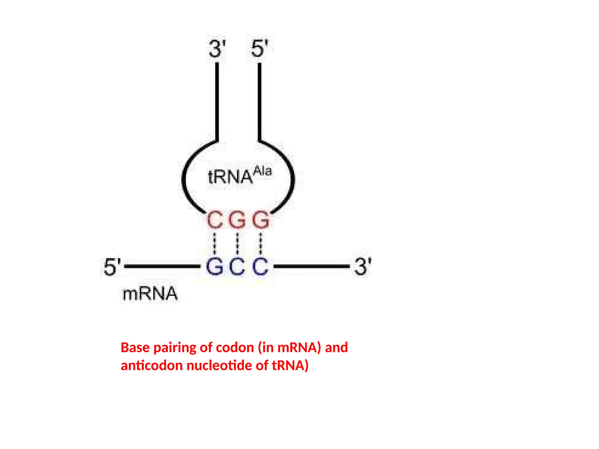 deciphering the genetic code and its features | PPTX