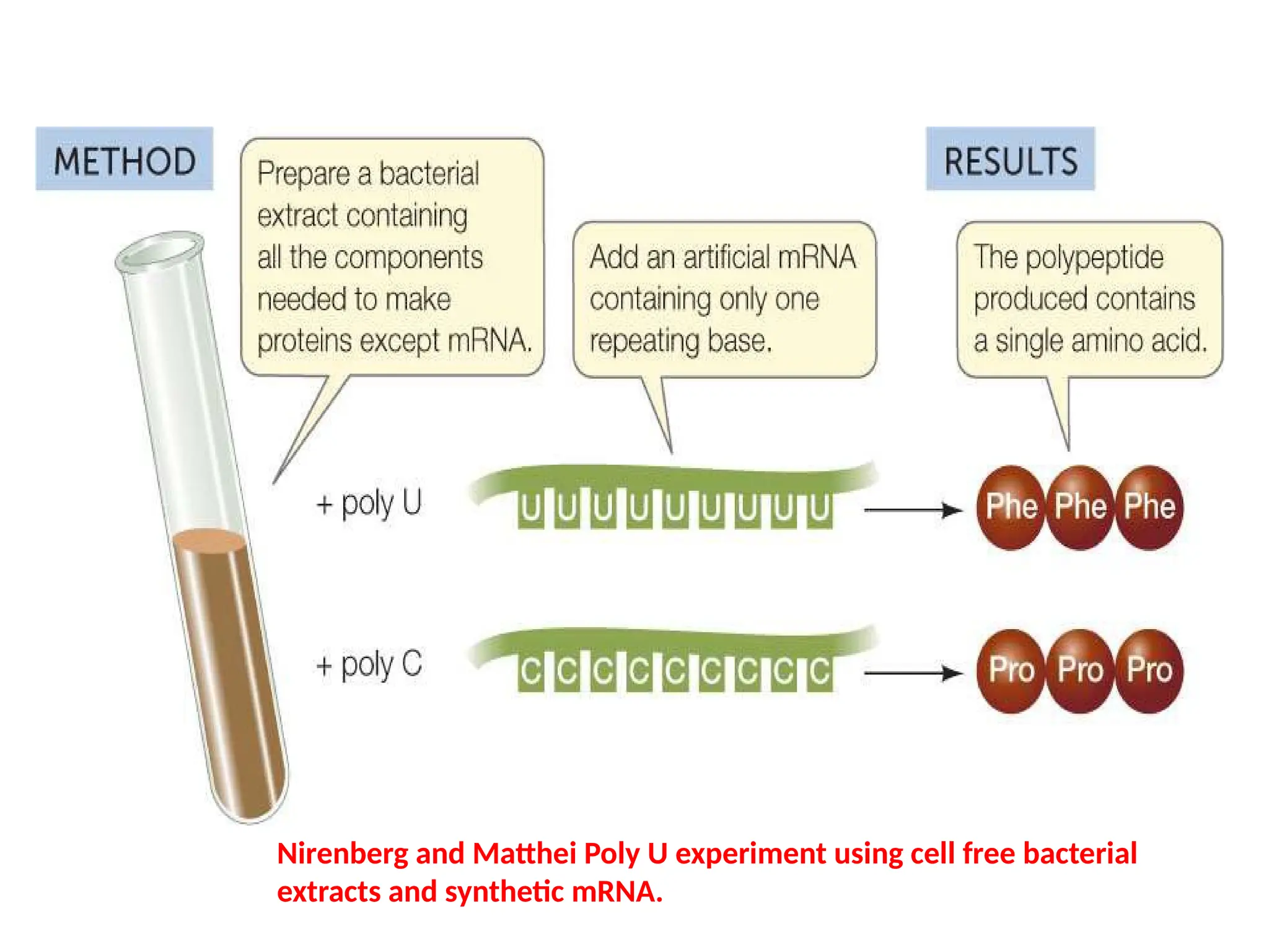 deciphering the genetic code and its features | PPTX