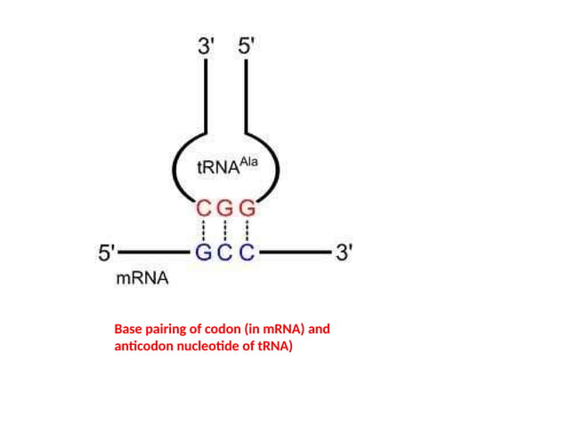 deciphering the genetic code and its features | PPTX