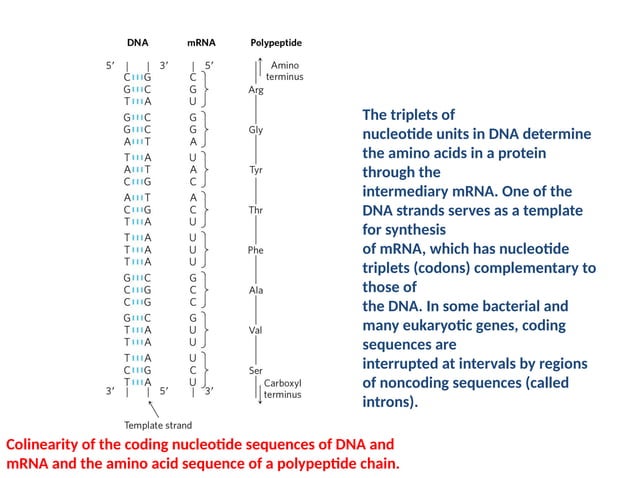 deciphering the genetic code and its features | PPTX