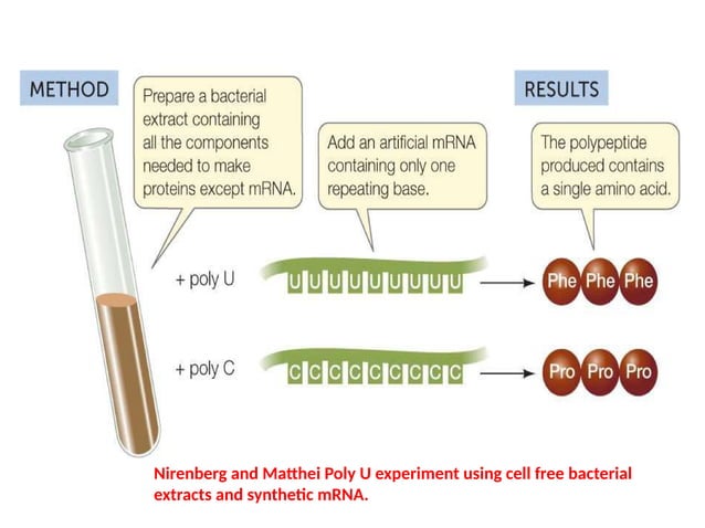 deciphering the genetic code and its features | PPTX