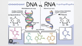 genetic code and its properties-Universal,degeneracy | PPTX