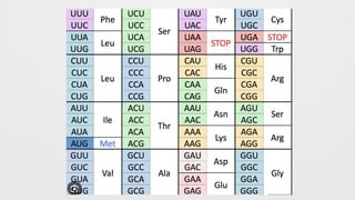 genetic code and its properties-Universal,degeneracy | PPT