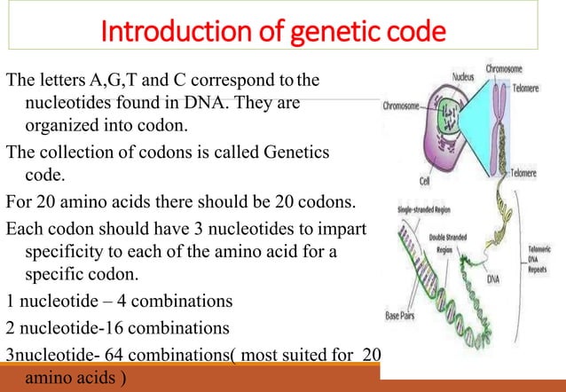 Genetic code slide | PDF