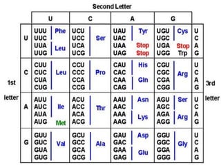 GENETIC CODE 2.pptx