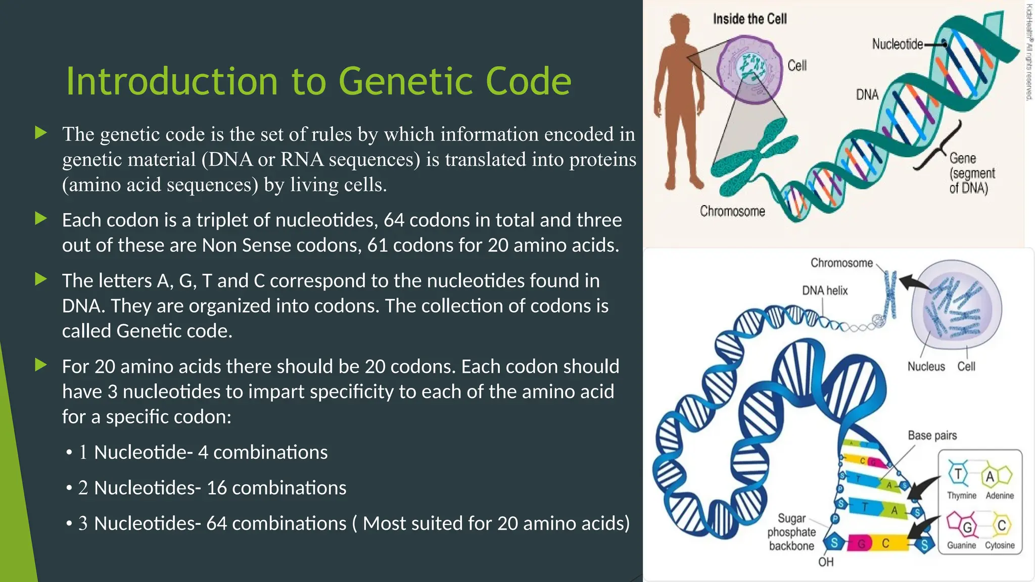 Genetic Code and Protein Biosynthesis.pptx