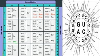 Genetic Code and Protein Biosynthesis.pptx