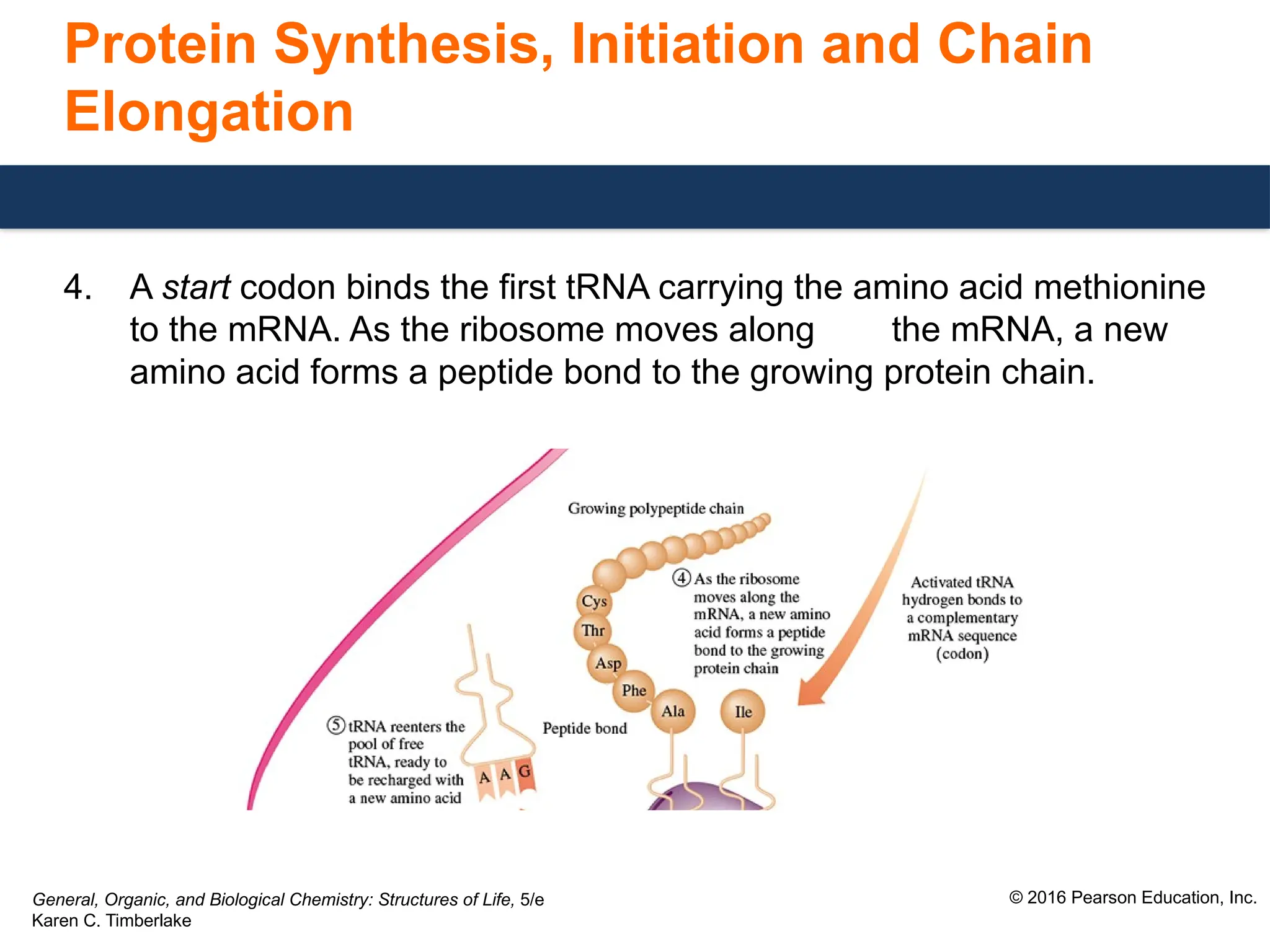 Genetic code and protien synthesis.pptx