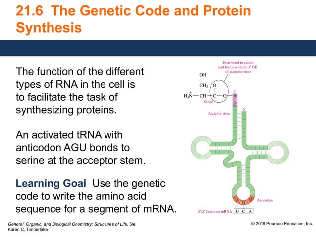 Genetic code and protien synthesis.pptx