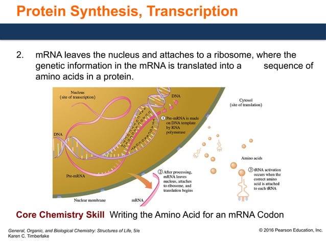 Genetic code and protien synthesis.pptx