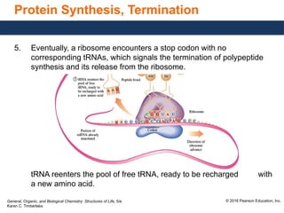 Genetic code and protien synthesis.pptx