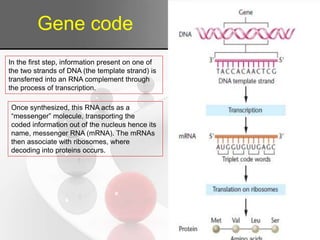 Genetic code and transcription | PPTX