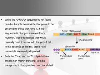 Genetic code and transcription | PPTX