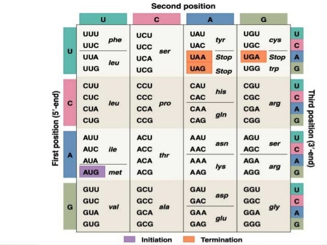 Genetic code and translation