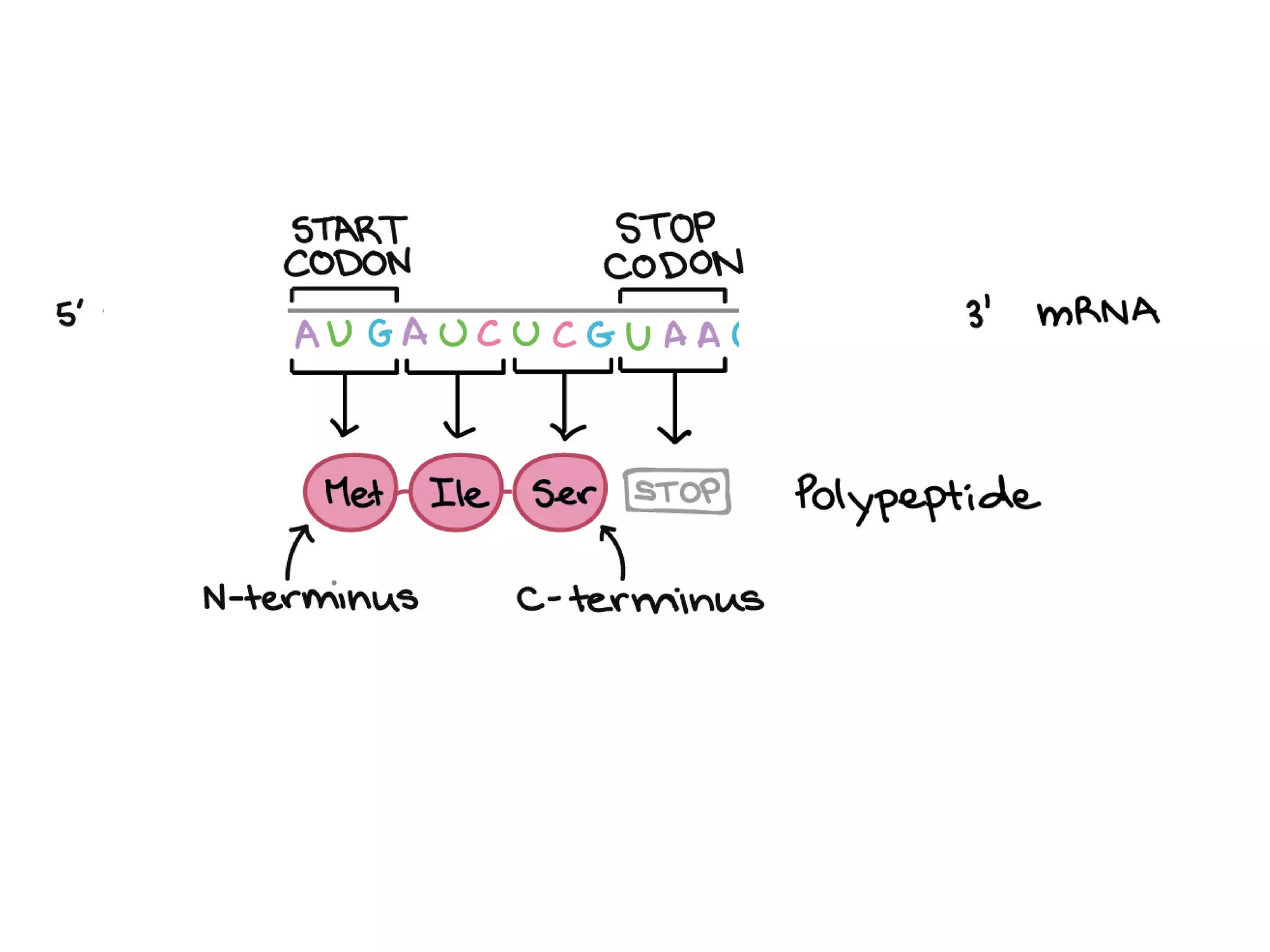 Genetic code and translation.. | PPTX
