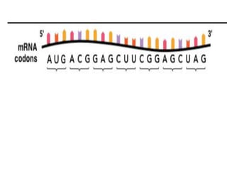 Genetic code and translation.. | PPTX