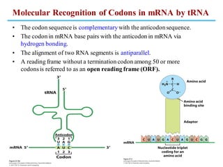 Genetic Code and Translation.pdf