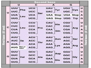 genetic code . | PPT