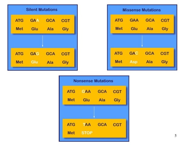 genetic code . | PPT