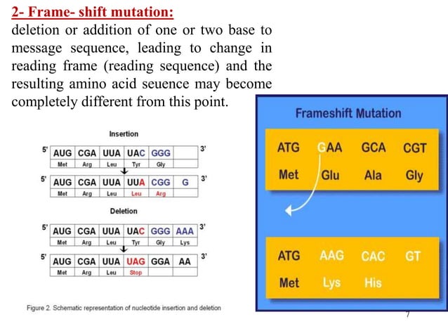 genetic code . | PPT