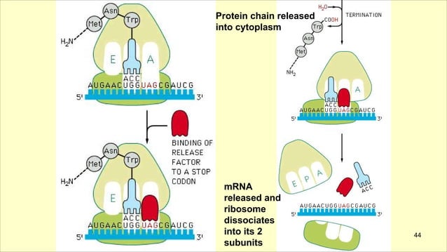 Genetic Code and Translation.pdf jbfkvjkbfljvb | PPT