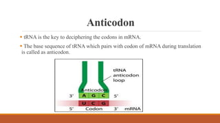 Genetic code deciphering propertie and code dictionary. | PPTX | Programming Languages | Computing