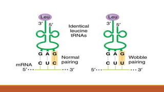 Genetic code deciphering propertie and code dictionary. | PPTX | Programming Languages | Computing