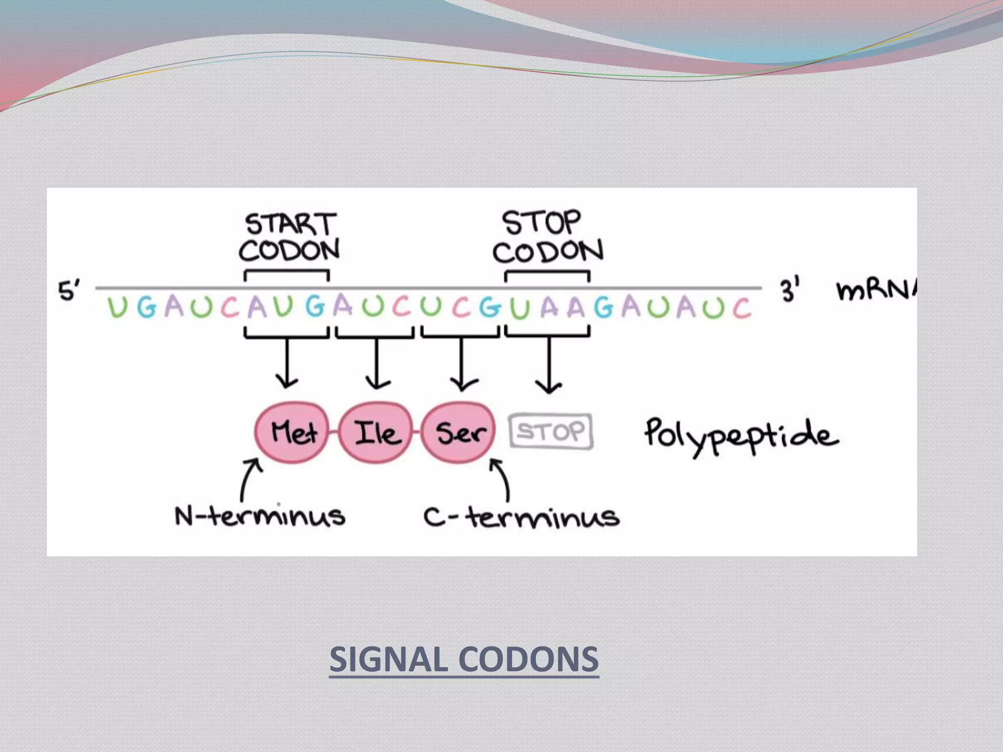 Genetic code features and character | PPTX