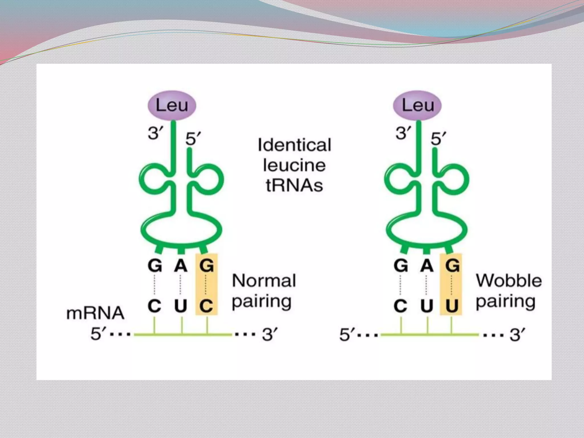 Genetic code features and character | PPTX