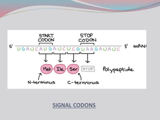 Genetic code features and character | PPTX