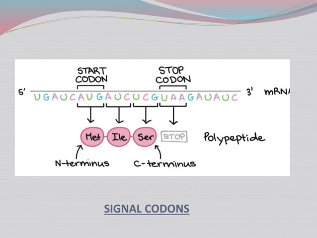Genetic code features and character | PPTX | Programming Languages ...