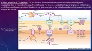 Genetic code in mitochondria; Transport of proteins and molecular chaperones; Protein stability.pptx
