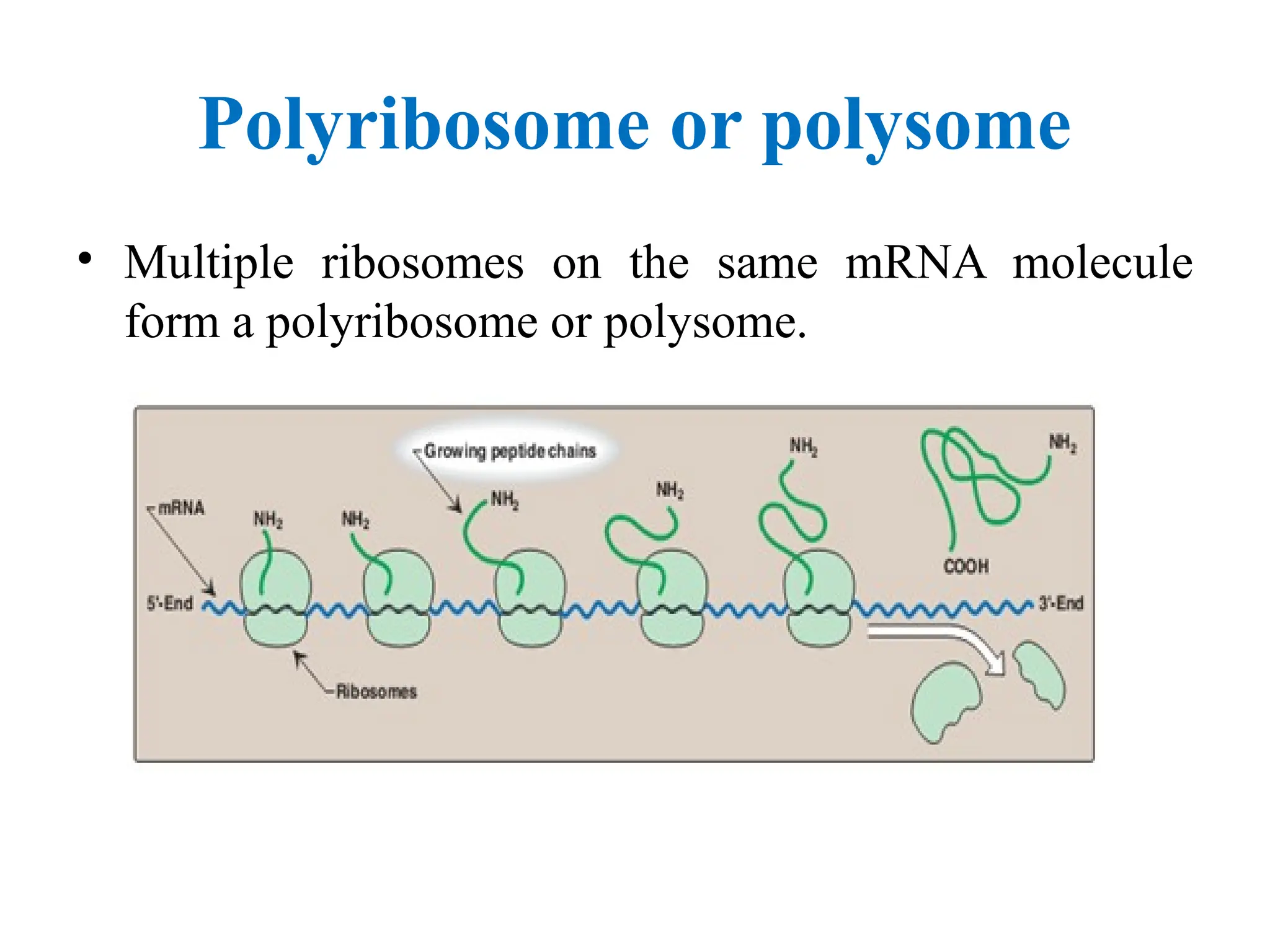 Genetic code & mutation types and effects.pptx