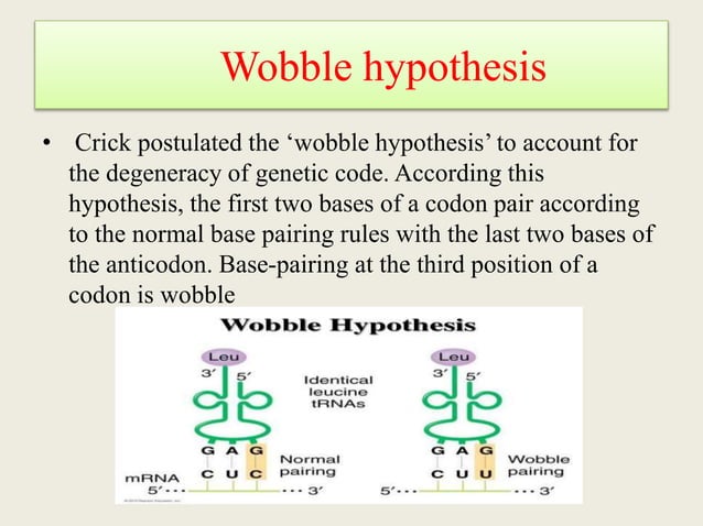 Genetic code ppt | PPTX | Programming Languages | Computing