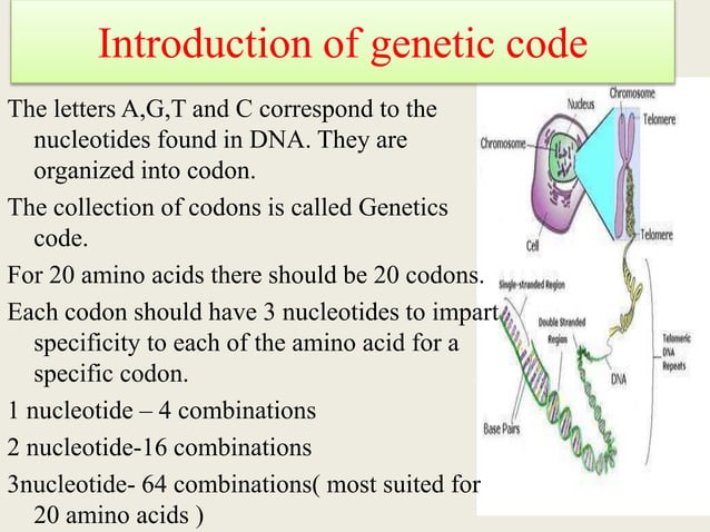 Genetic code ppt | PPTX | Programming Languages | Computing