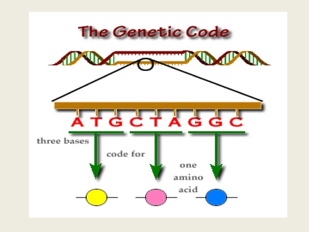 Genetic code ppt | PPTX | Programming Languages | Computing