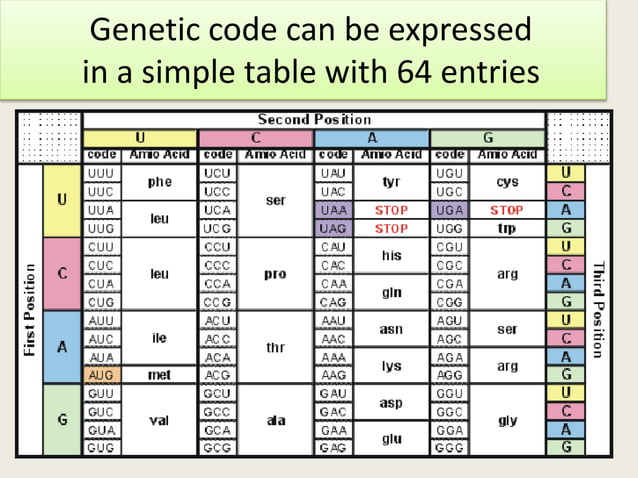Genetic code ppt | PPTX | Programming Languages | Computing