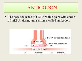 Anti Codon