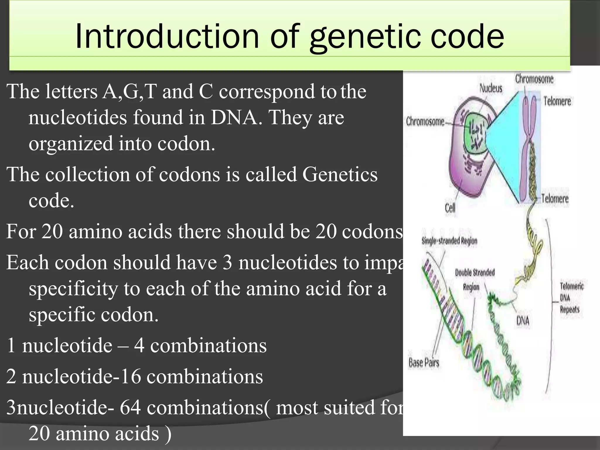 Geneticcode ppt | PPTX | Programming Languages | Computing