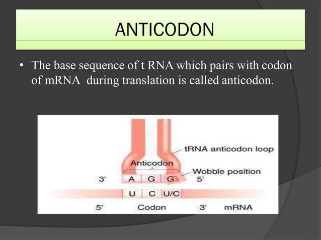 Geneticcode ppt | PPTX | Programming Languages | Computing