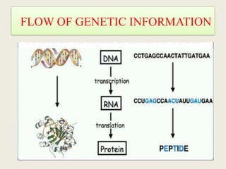 Genetic code ppt and role in protein synthesis | PPTX